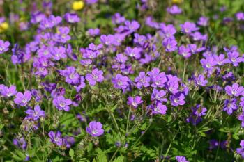 Norske villflorastauder for bruk i regnbed – Norske staudeprodusenter NGF
